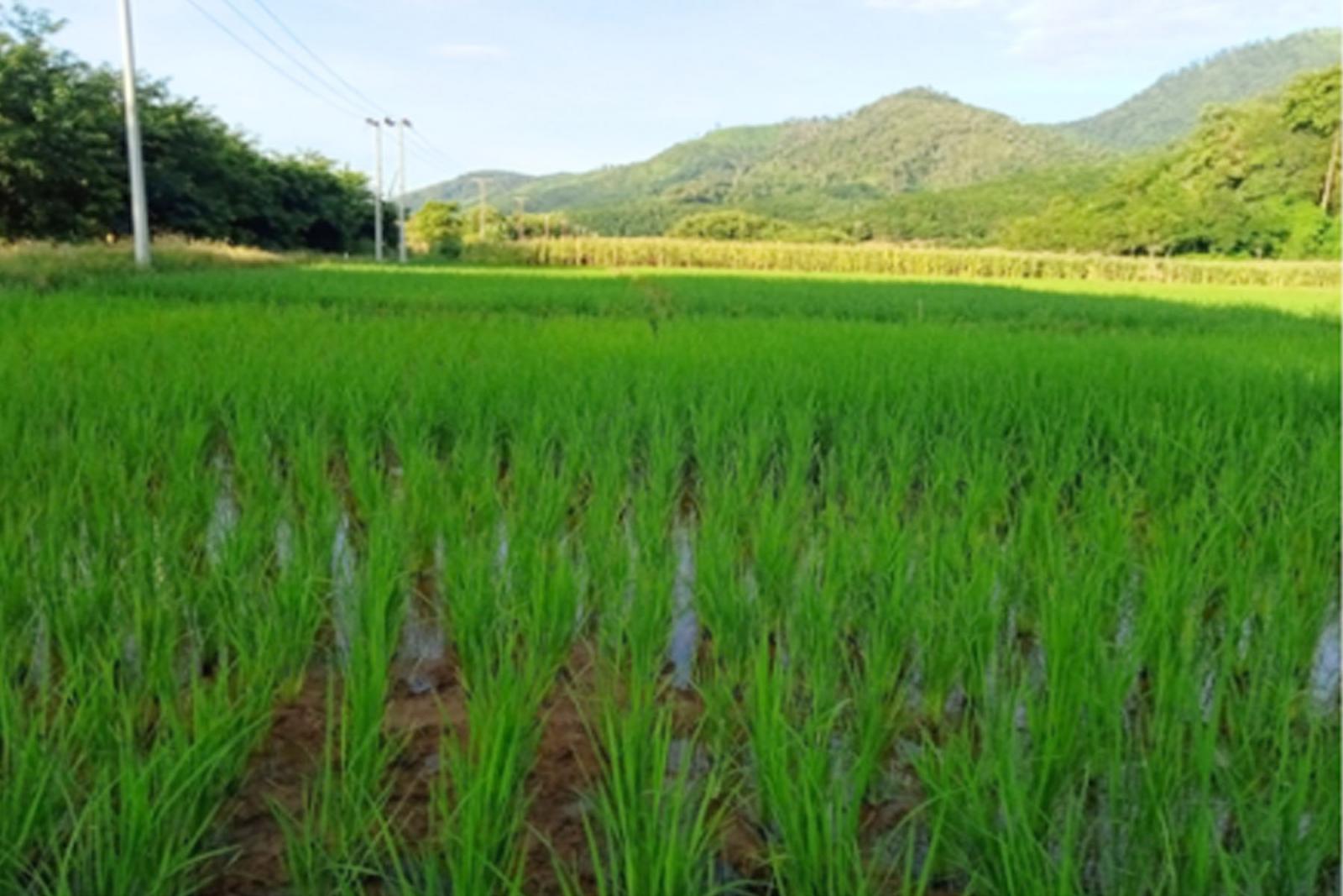 မိုင်းယုမြို့၌ ဆီထွက်သီးနှံ ရေဆင်း ၁ စပ်မျိုးနေကြာများ စိုက်ပျိုး